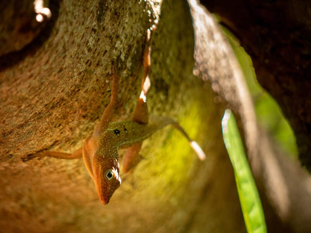 Alien robots reveal how native lizards turn up fight mode - The ...