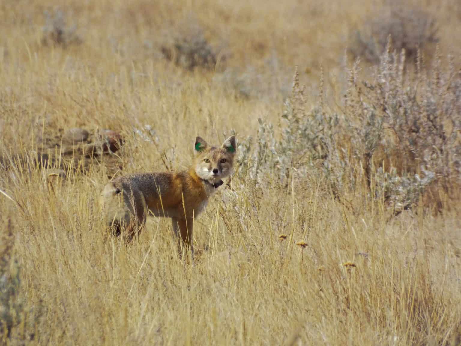 Small canids can’t outfox habitat fragmentation - The Wildlife Society