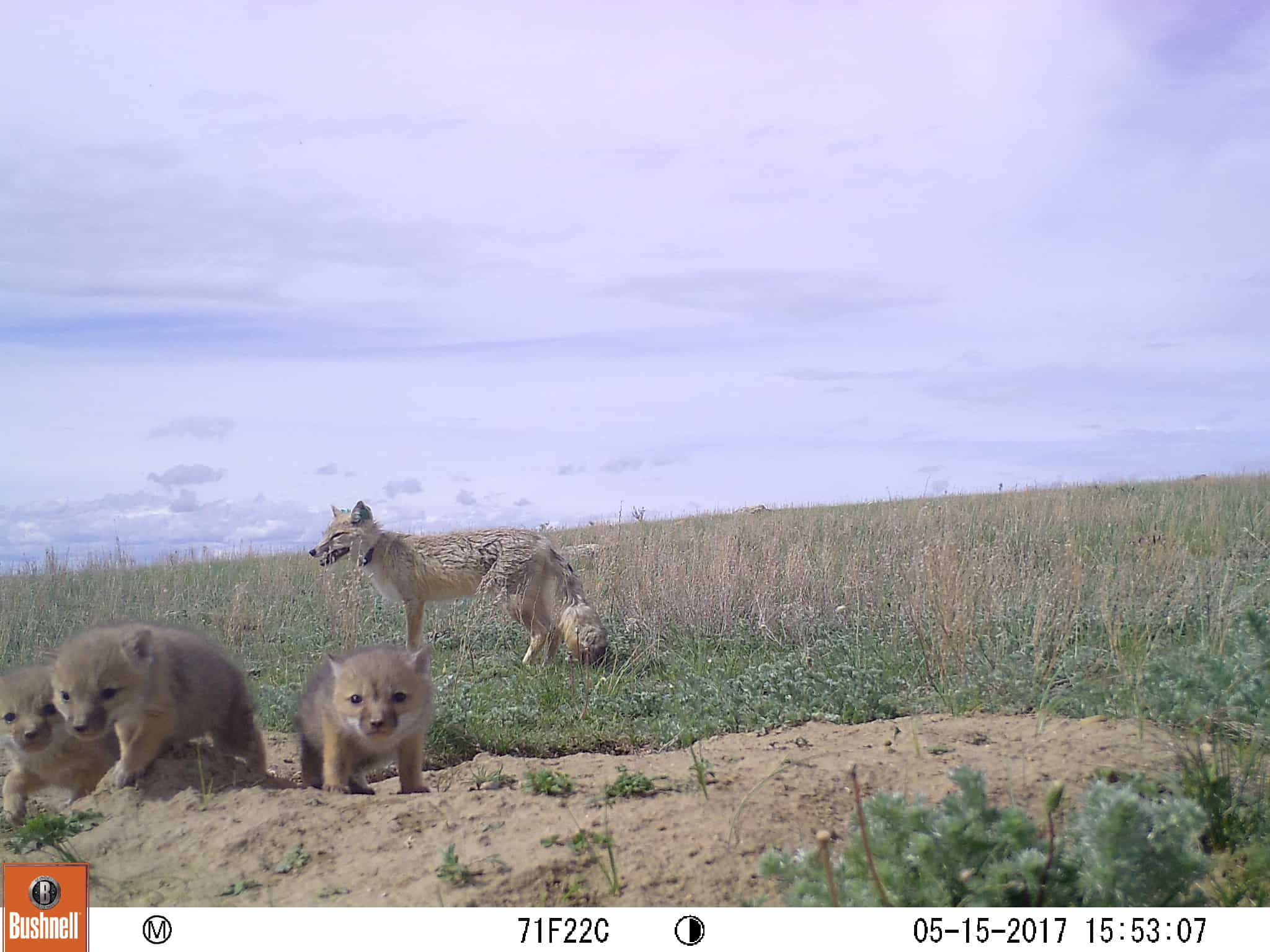 Small canids can’t outfox habitat fragmentation - The Wildlife Society