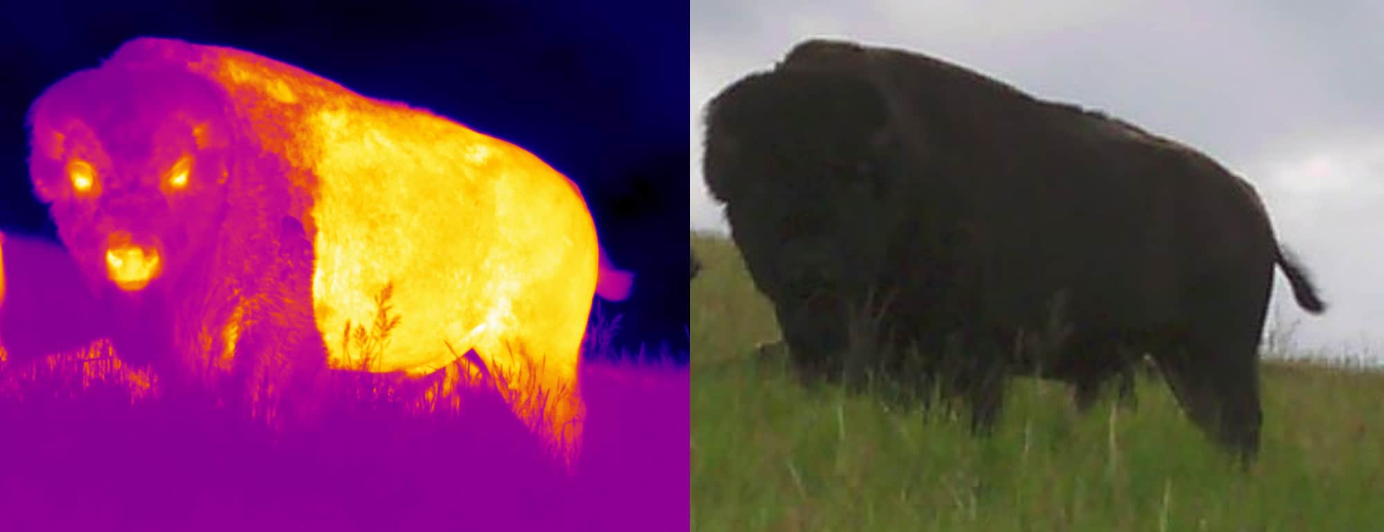 Thermal imaging reveals shrinking bison mechanisms - The Wildlife Society