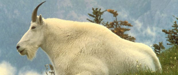 Grand Teton launches new plan for mountain goat removal - THE WILDLIFE ...