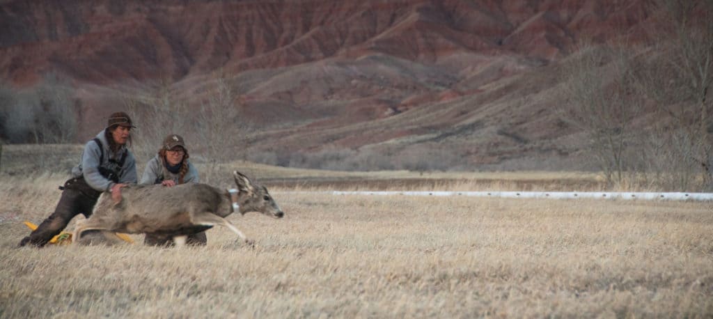 JWM: Partially sedating deer doesn’t reduce stress - The Wildlife Society