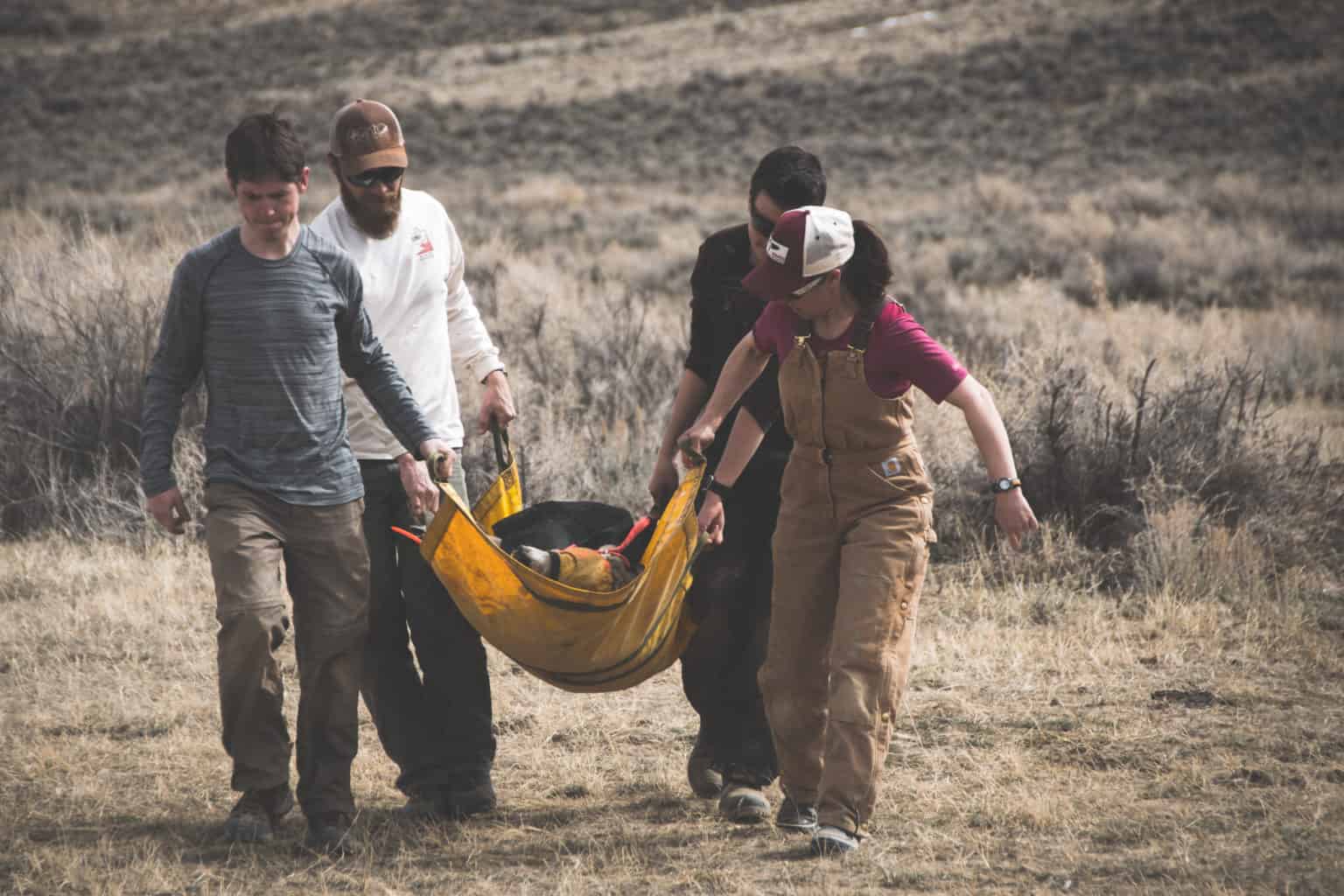 JWM: Partially sedating deer doesn’t reduce stress - The Wildlife Society