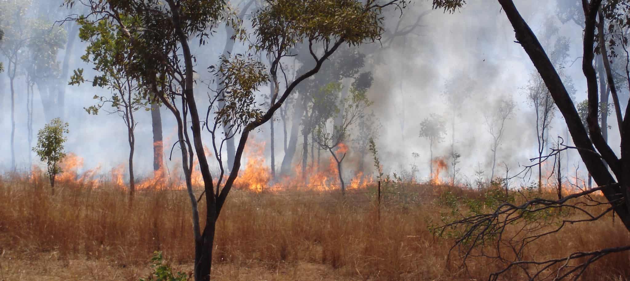 Australia’s bushfires spell trouble for endangered species - The ...