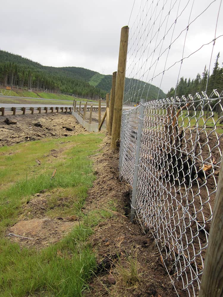 New fencing framework can help managers reduce roadkill - The Wildlife ...