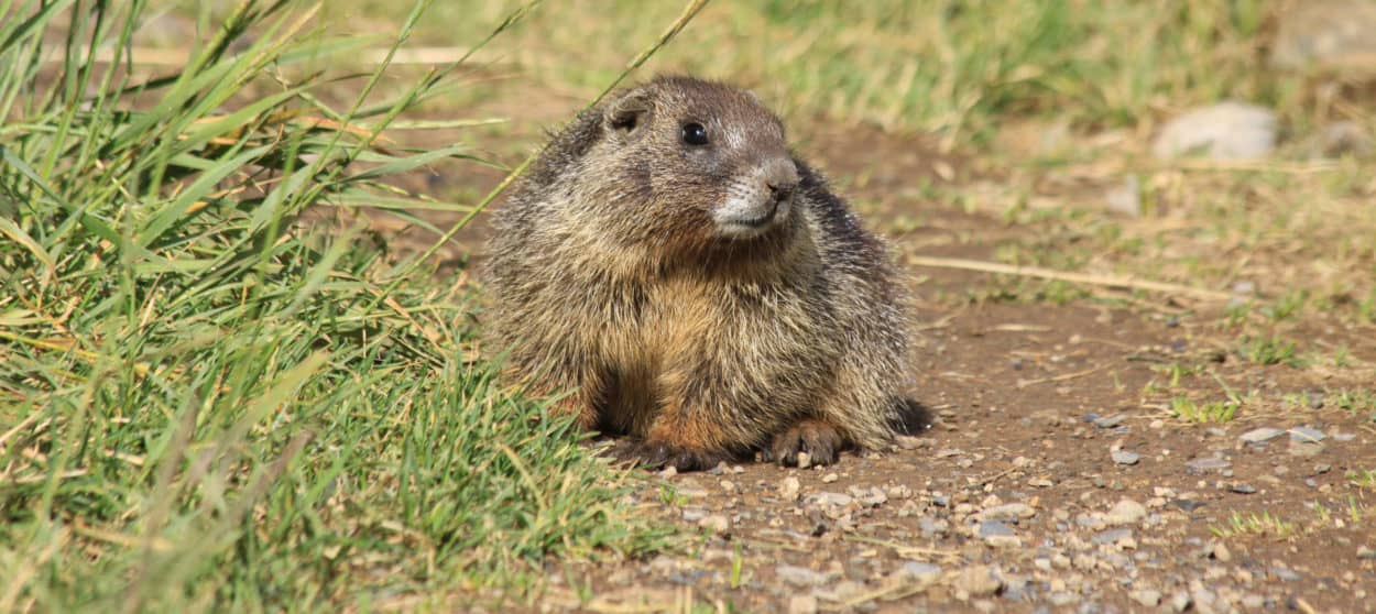 Marmot survival changes with the seasons - The Wildlife Society