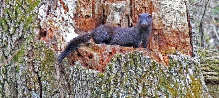 Farmed mink in Utah contract coronavirus - The Wildlife Society