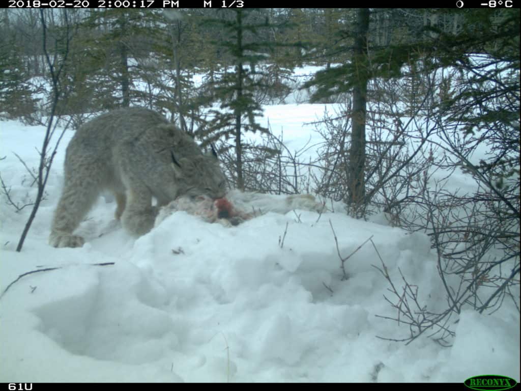 Wild Cam: Types of scavengers vary based on live prey abundance - The ...
