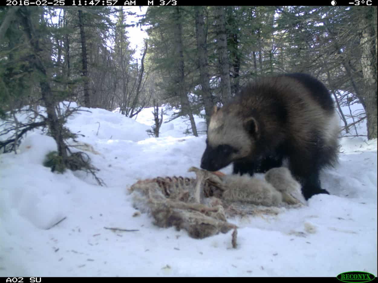 Wild Cam: Types of scavengers vary based on live prey abundance - The ...