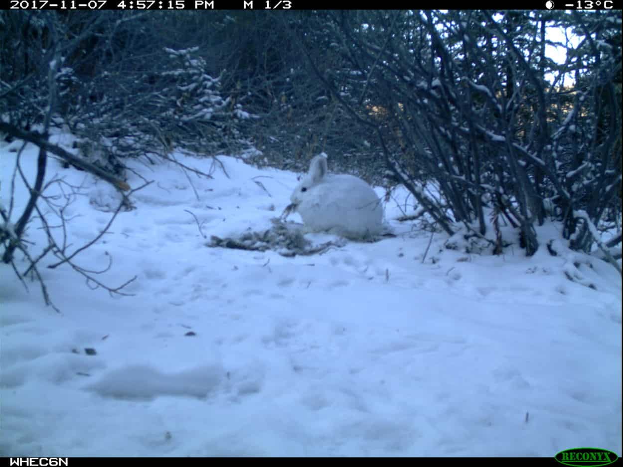 Wild Cam: Types of scavengers vary based on live prey abundance - The ...