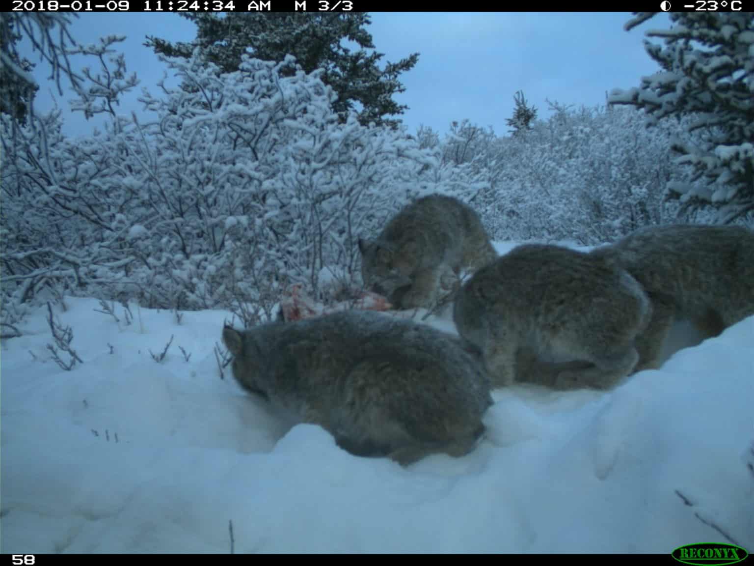 Wild Cam: Types of scavengers vary based on live prey abundance - The ...