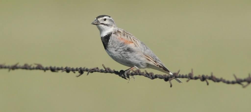 Bird’s name sheds Confederate legacy - The Wildlife Society