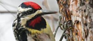 Bird numbers change with the weather - The Wildlife Society