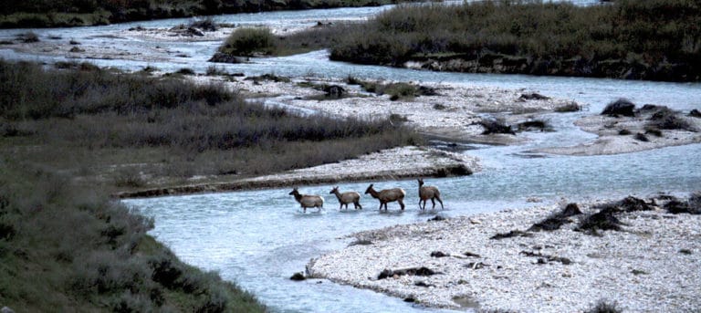 CWD may complicate brucellosis control in Yellowstone elk - The ...