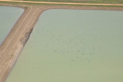 JWM: Cormorant control reduces fish farm predation - The Wildlife Society