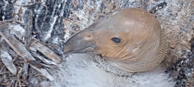 2 condor chicks, 1 adult found alive after Calif. wildfire - The ...