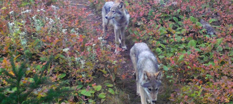 Gray wolves settle into Isle Royale - The Wildlife Society