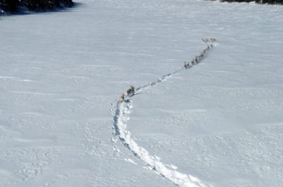 Caribou numbers drop in Labrador as climate warms - The Wildlife Society
