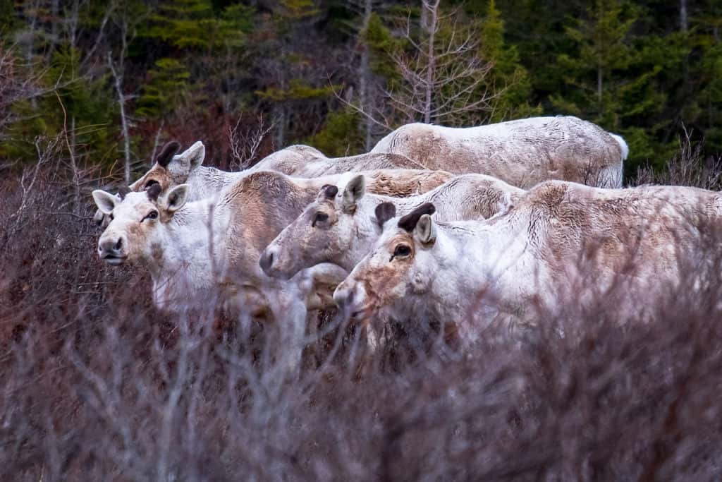 Caribou numbers drop in Labrador as climate warms - The Wildlife Society