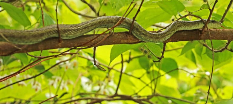 Fukushima’s radioactive soil contaminates snakes - The Wildlife Society