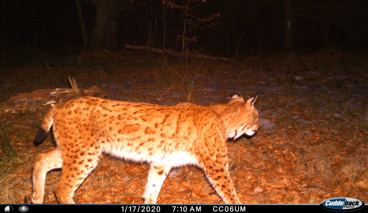 TWS2020: Transylvanian carnivores live in harmony - The Wildlife Society