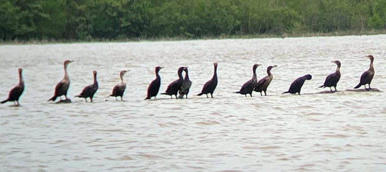 JWM: Cormorant control reduces fish farm predation - The Wildlife Society