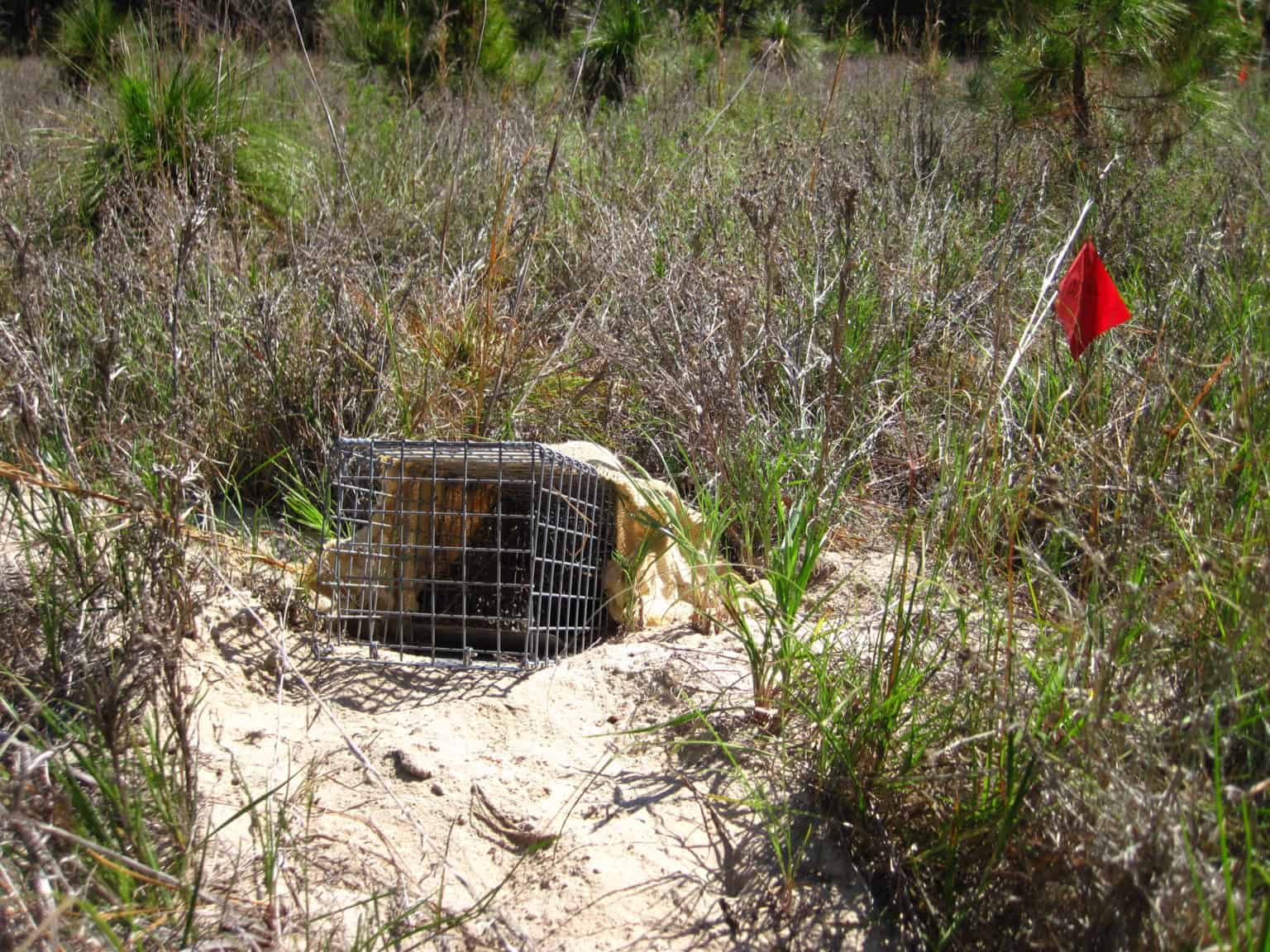 JWM: Gopher tortoise translocations deemed a “remarkable success” - The ...