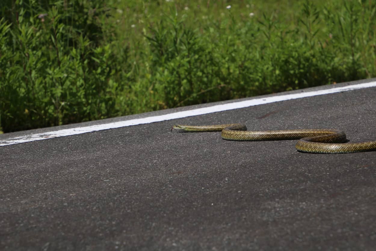 Fukushima’s radioactive soil contaminates snakes - The Wildlife Society