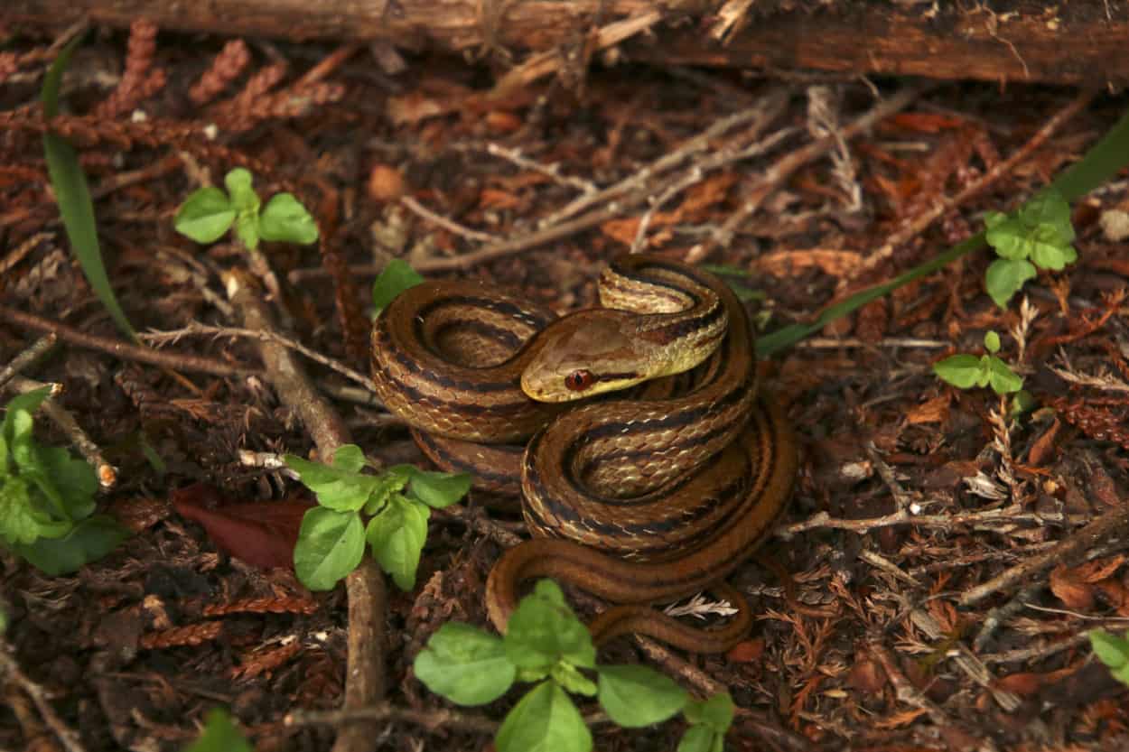Fukushima’s radioactive soil contaminates snakes - The Wildlife Society