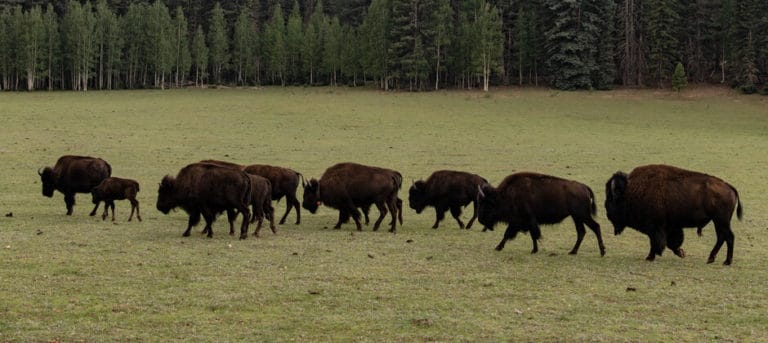 Bison to be removed from Grand Canyon’s north rim - The Wildlife Society