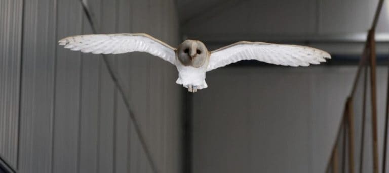 Watch: How barn owls fly in rough winds - The Wildlife Society