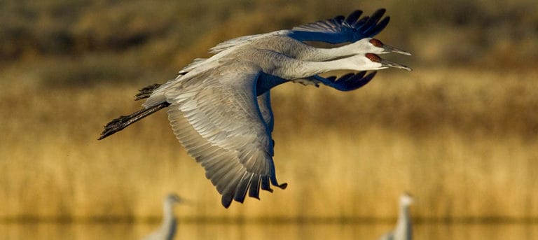Prime bird areas in the Great Lakes lack protection - The Wildlife Society
