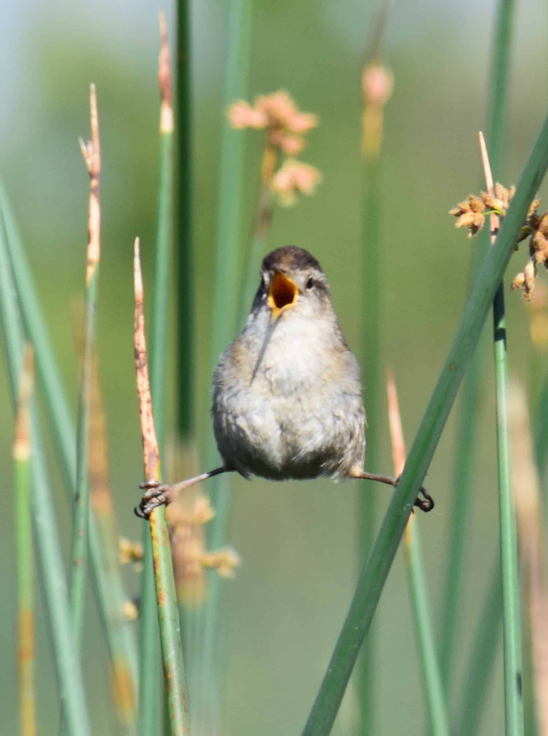 Prime bird areas in the Great Lakes lack protection - The Wildlife Society