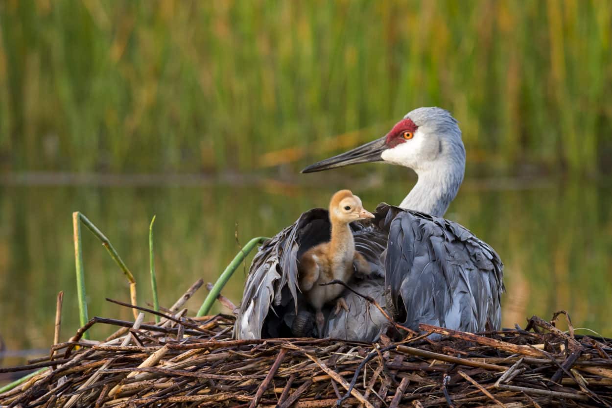 Prime bird areas in the Great Lakes lack protection - The Wildlife Society