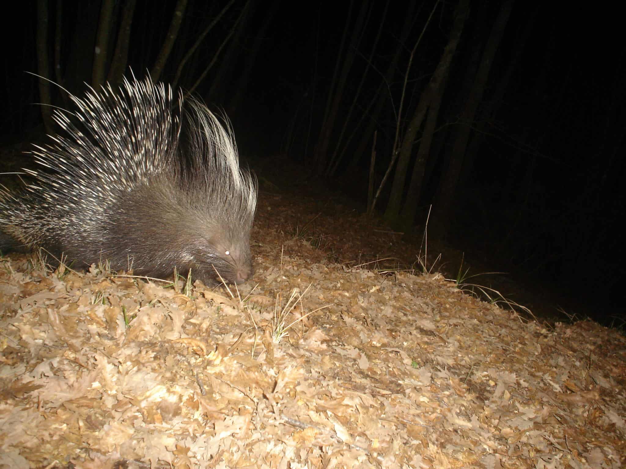 How has COVID-19 affected wildlife in Italy? - The Wildlife Society