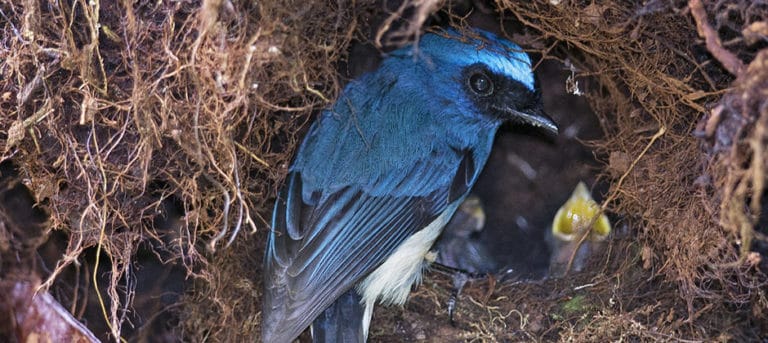 Reducing reproduction helps some birds survive drought - The Wildlife ...