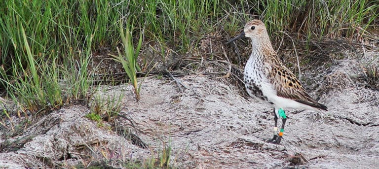 Tracking devices decrease survival of migratory birds - The Wildlife ...