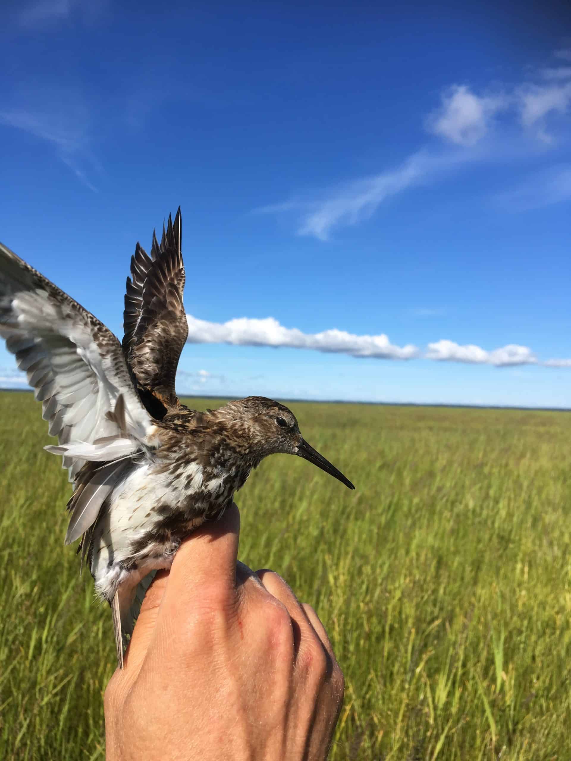 Tracking devices decrease survival of migratory birds - The Wildlife ...