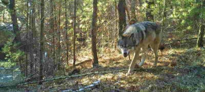 Wisconsin wolf population on the rise - The Wildlife Society