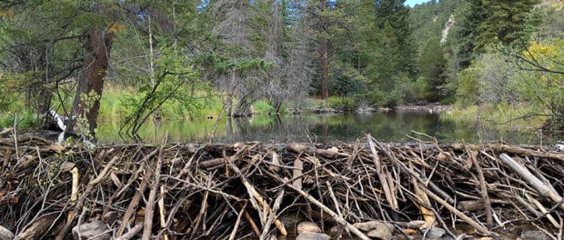 Beavers create fire-resistant forest patches - The Wildlife Society