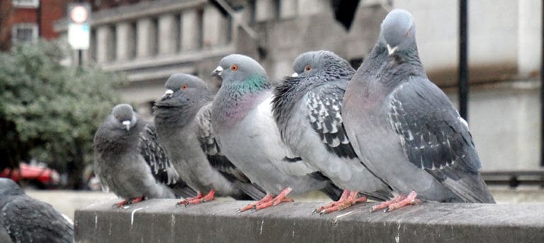 Spending time with people makes wildlife lose their fear - The Wildlife ...