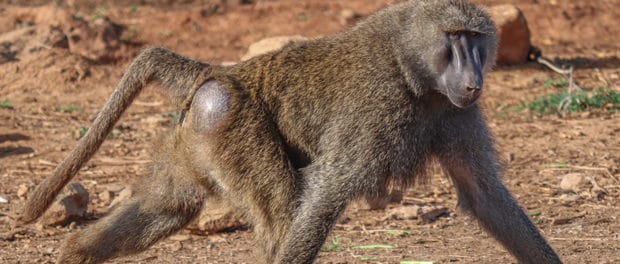 TWS2020: Baboon conflict in Kenya - THE WILDLIFE SOCIETY