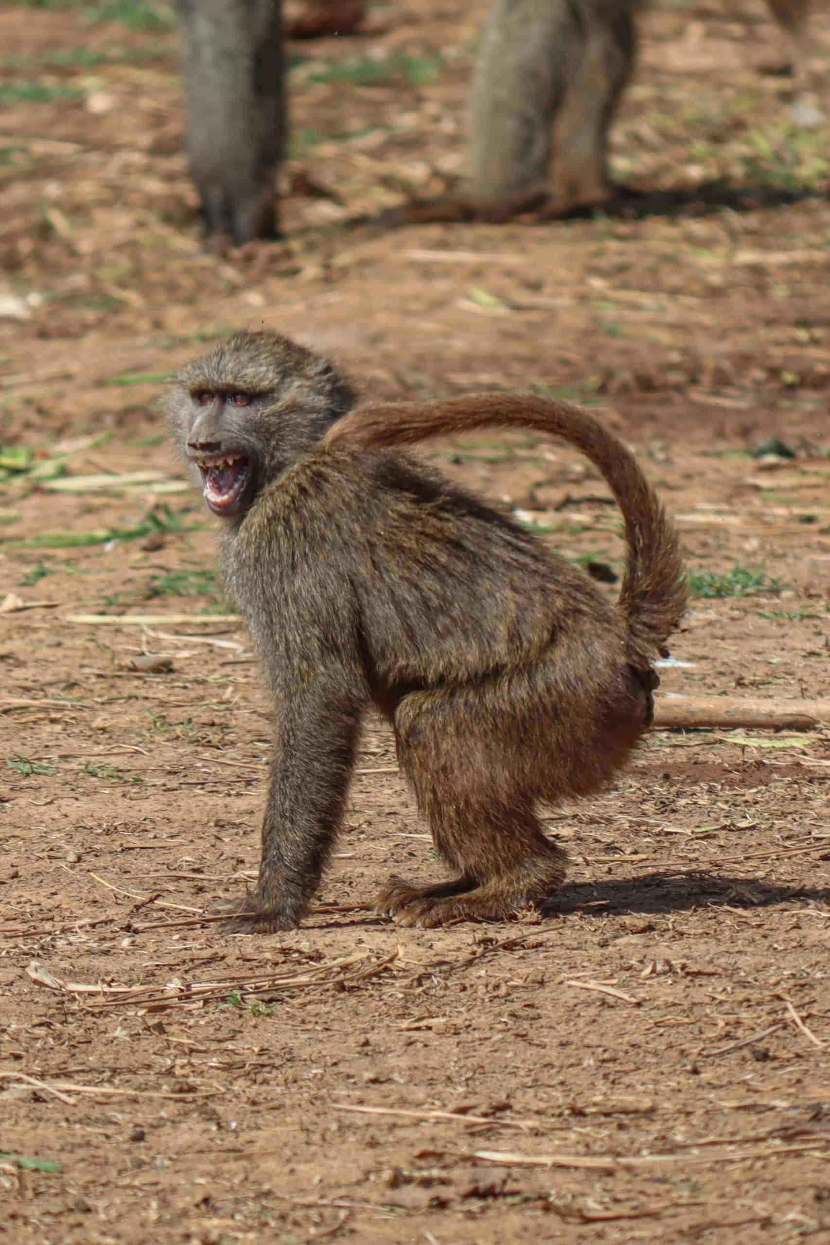 TWS2020: Baboon conflict in Kenya - The Wildlife Society