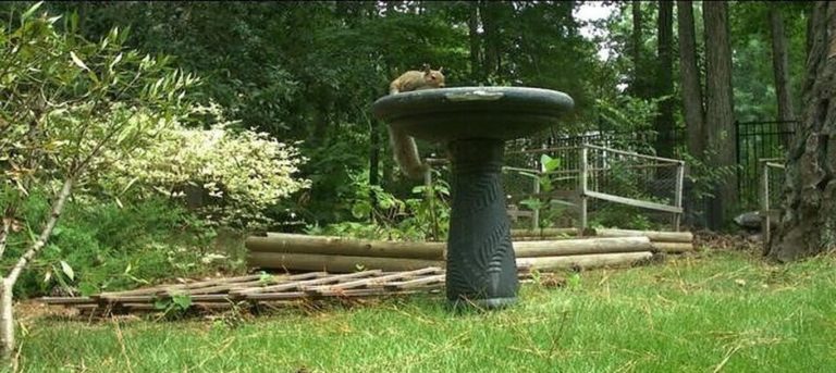 Wildlife is right in your backyard — literally - The Wildlife Society