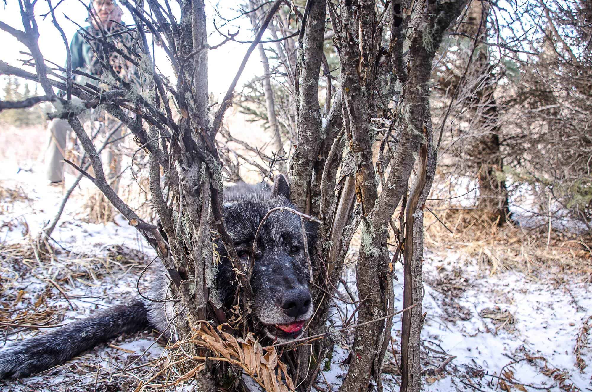 Wolf sanctuary in Banff stops at the borders - The Wildlife Society