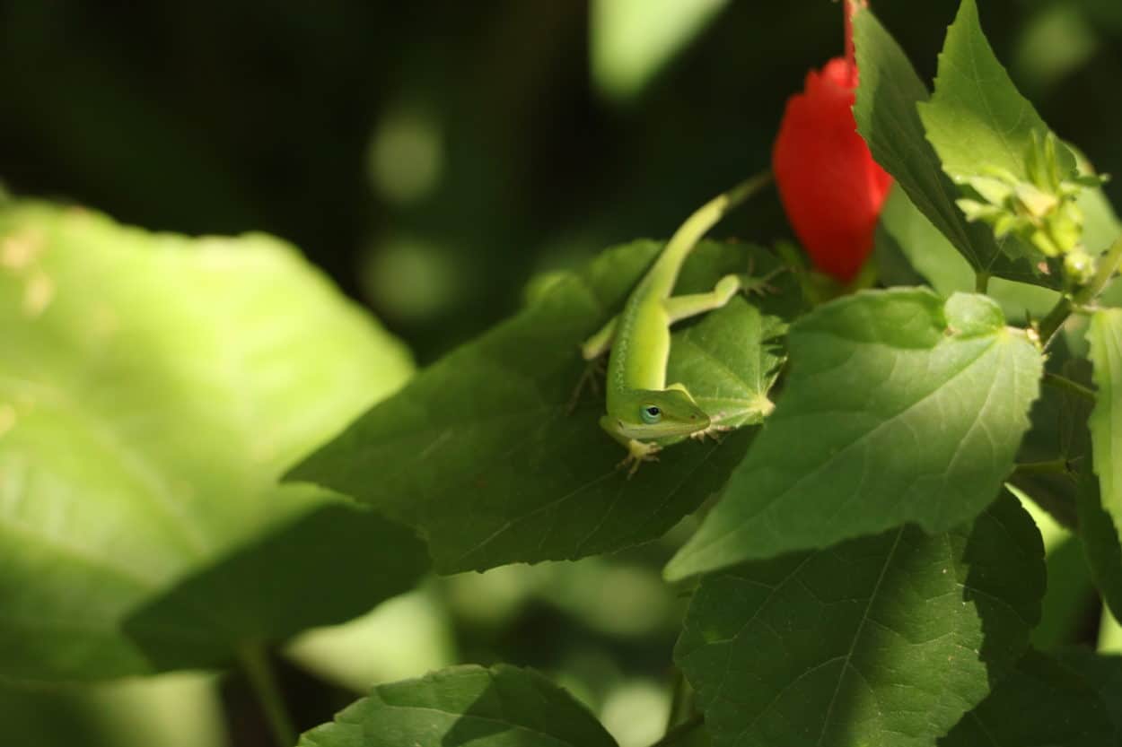 Invasive lizards in Florida adapt to colder temperatures - The Wildlife ...