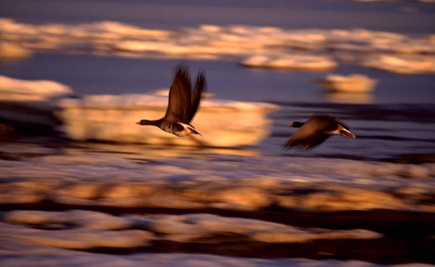 How is a changing Arctic affecting wildlife movement? - The Wildlife ...