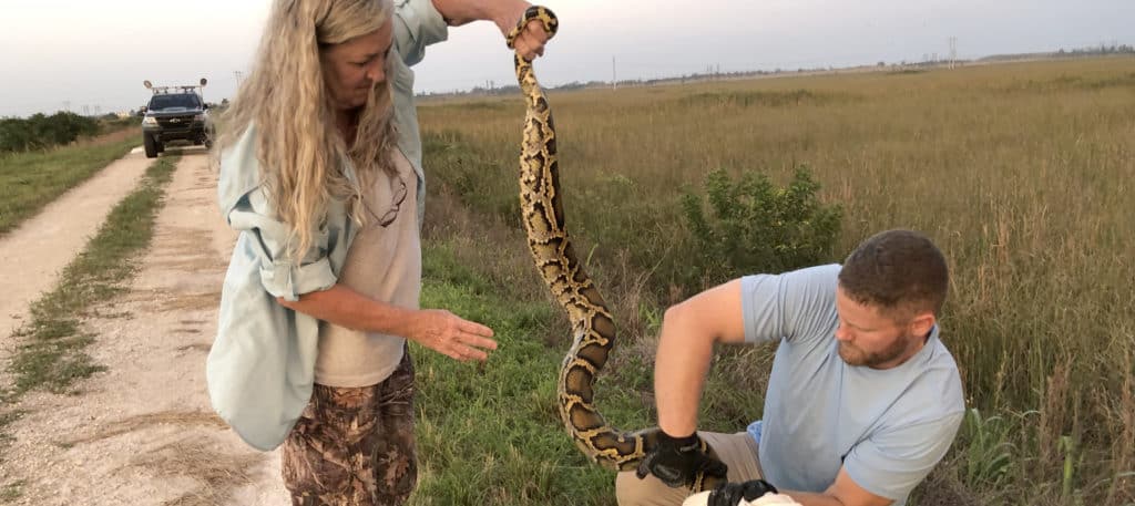 Florida catches record number of pythons in the Everglades - The ...