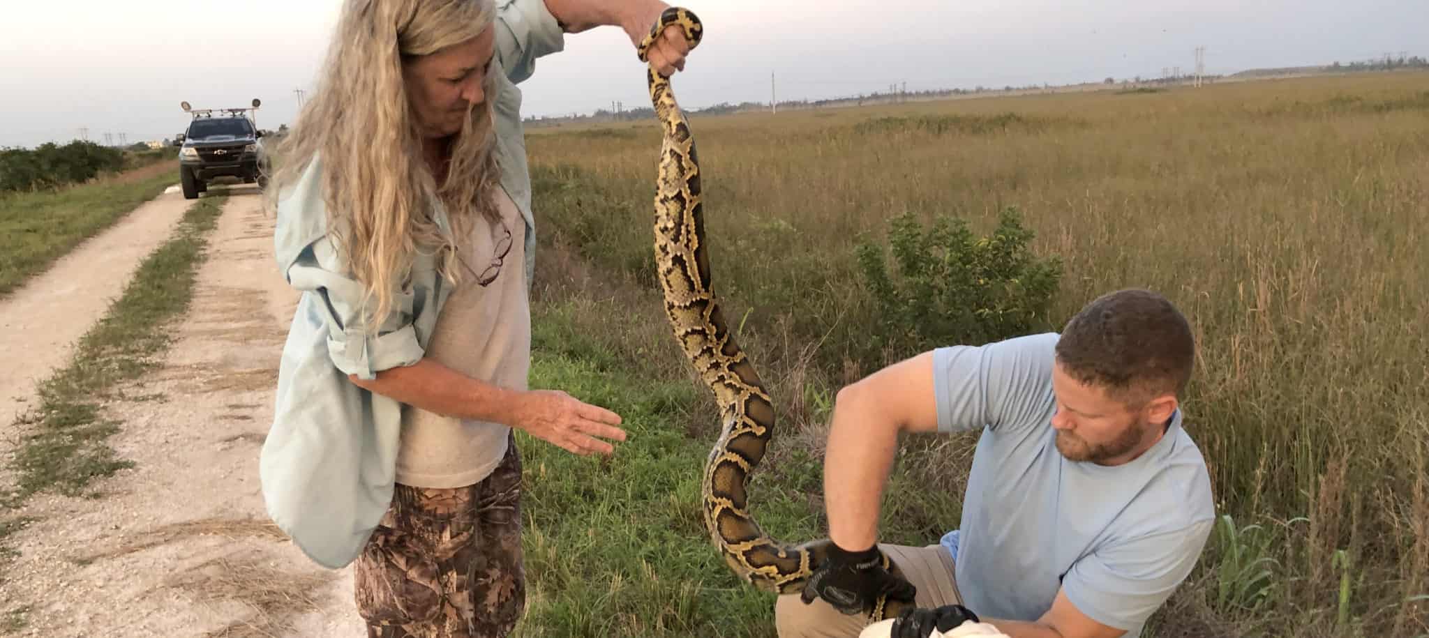 Florida catches record number of pythons in the Everglades - The ...