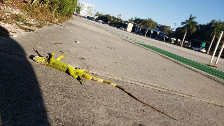 Invasive lizards in Florida adapt to colder temperatures - The Wildlife ...